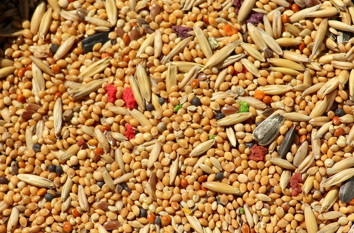 The Ultimate Guide to Millet Mix: Can We Eat and Cook All Millets Toge ...